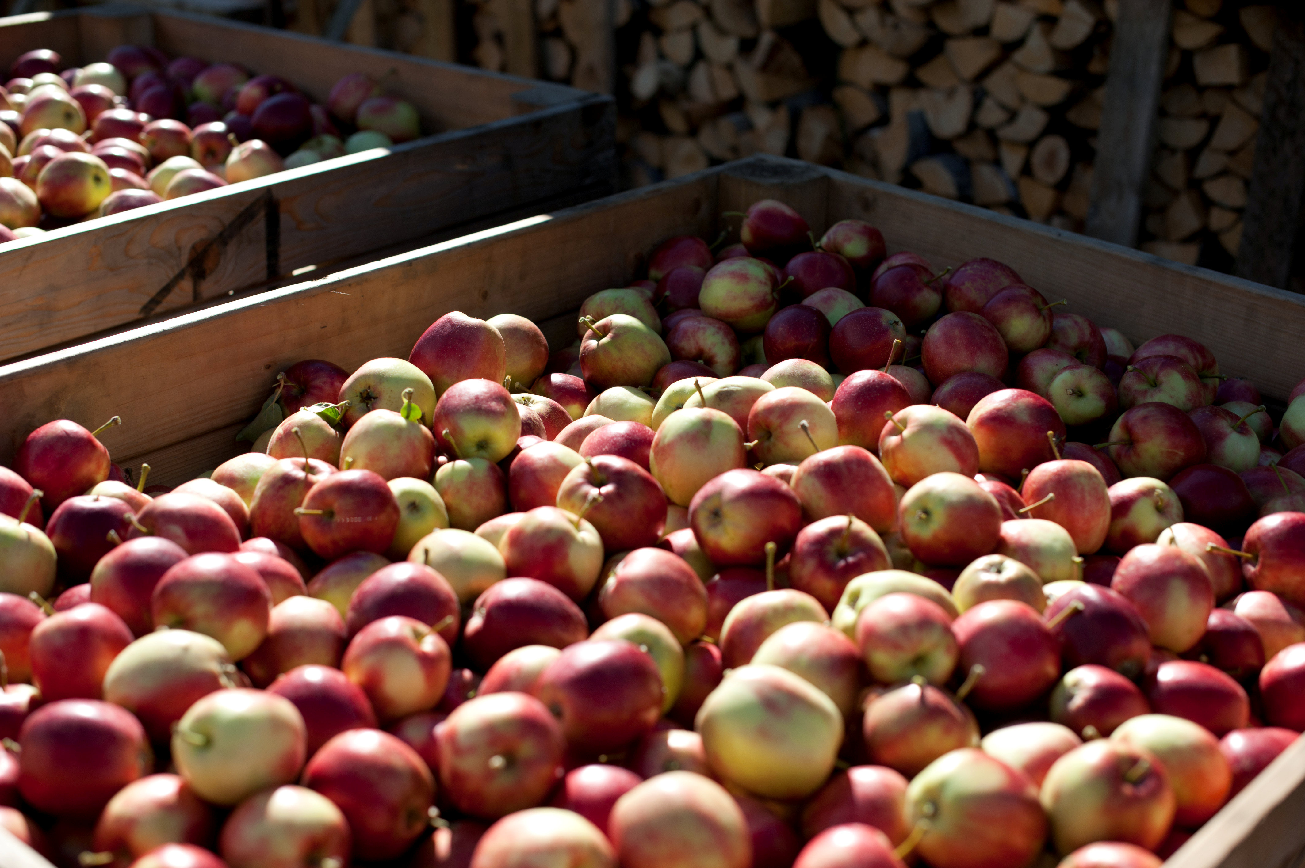 Rekordhøyt salg av norske epler - NorgesGruppen